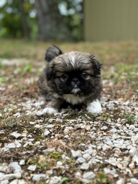 Pekingese Puppies for Sale - High Ridge Puppies