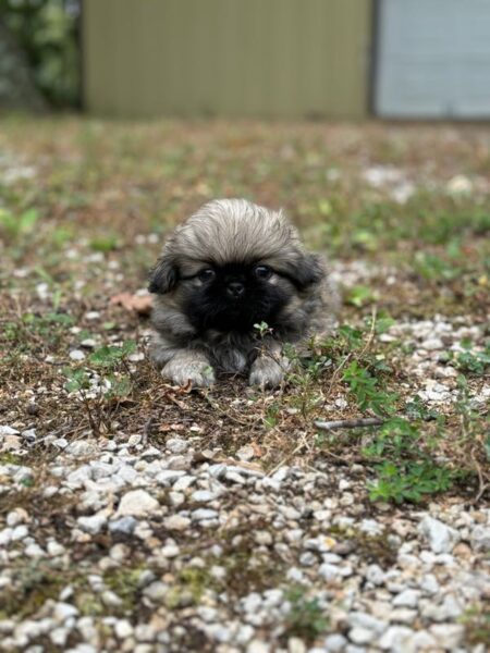 Pekingese Puppies for Sale - High Ridge Puppies