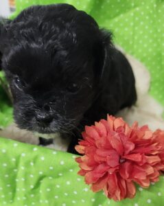 Peekapoo Puppies for Sale - High Ridge Puppies