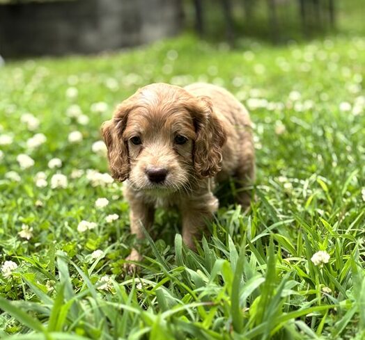 Cockapoo Puppies for Sale - High Ridge Puppies